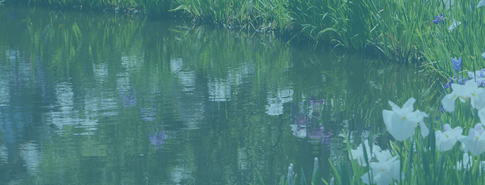 Pond Design Services - Fins and Feathers Environmental